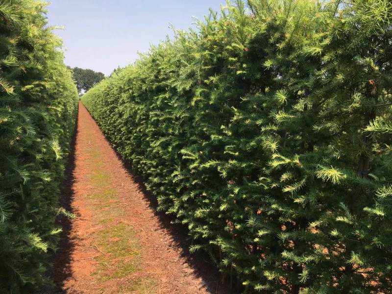 Larix kaempferi | Pinaceae - Van den Berk Nurseries