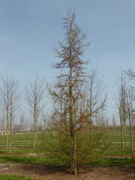 Larix kaempferi | Pinaceae - Van den Berk Nurseries