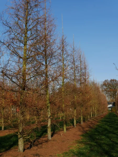 Larix kaempferi 'Diana' | Pinaceae - Van den Berk Nurseries