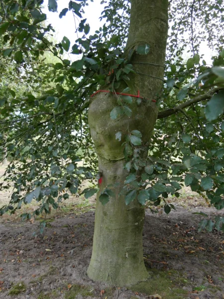 Fagus sylvatica 'Riversii' | Fagaceae - Van den Berk Nurseries