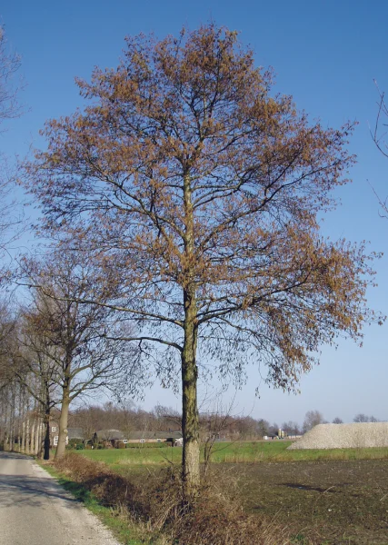 Alnus incana | Betulaceae - Van den Berk Nurseries