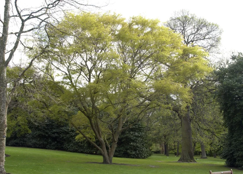 Zelkova sinica | Ulmaceae - Van den Berk Nurseries
